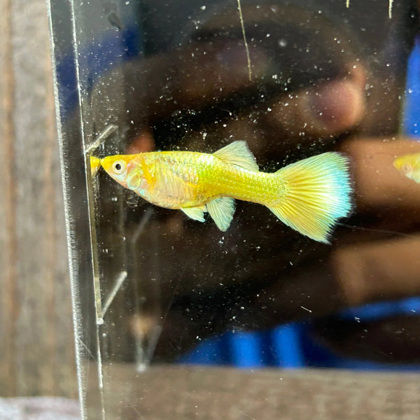 Buy 24k Gold Guppy Pair | Stunning Aquarium Fish for Sale