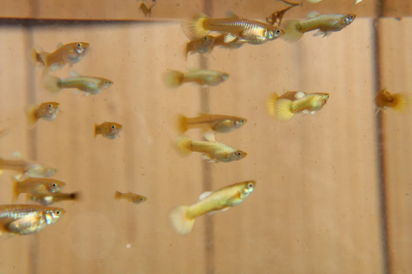 Buy 24k Gold Guppy Pair | Stunning Aquarium Fish for Sale