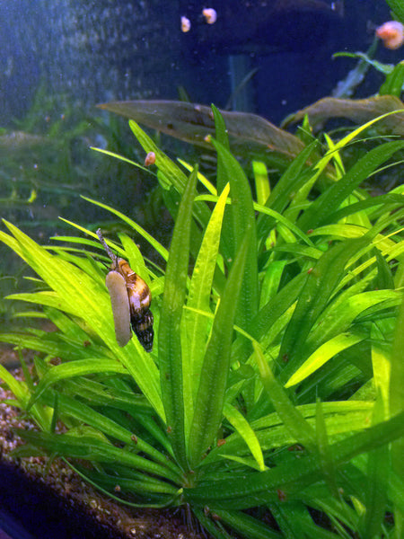 Pygmy Chain Sword Plant