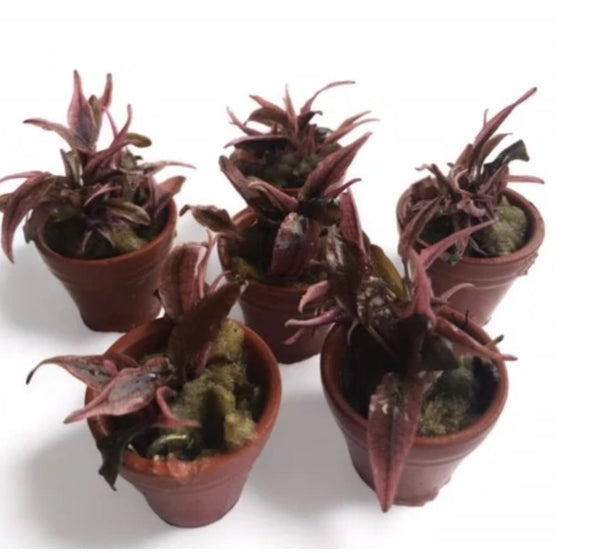 Pink Flamingo Crypt Cryptocoryne