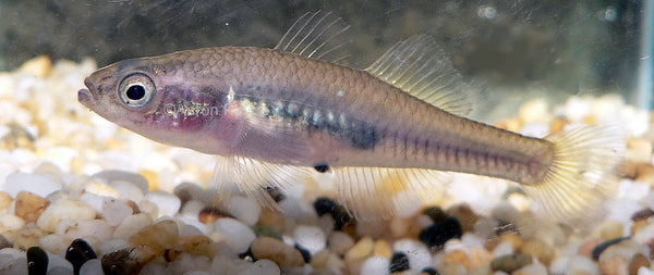 5x Native Firetail Gudgeons