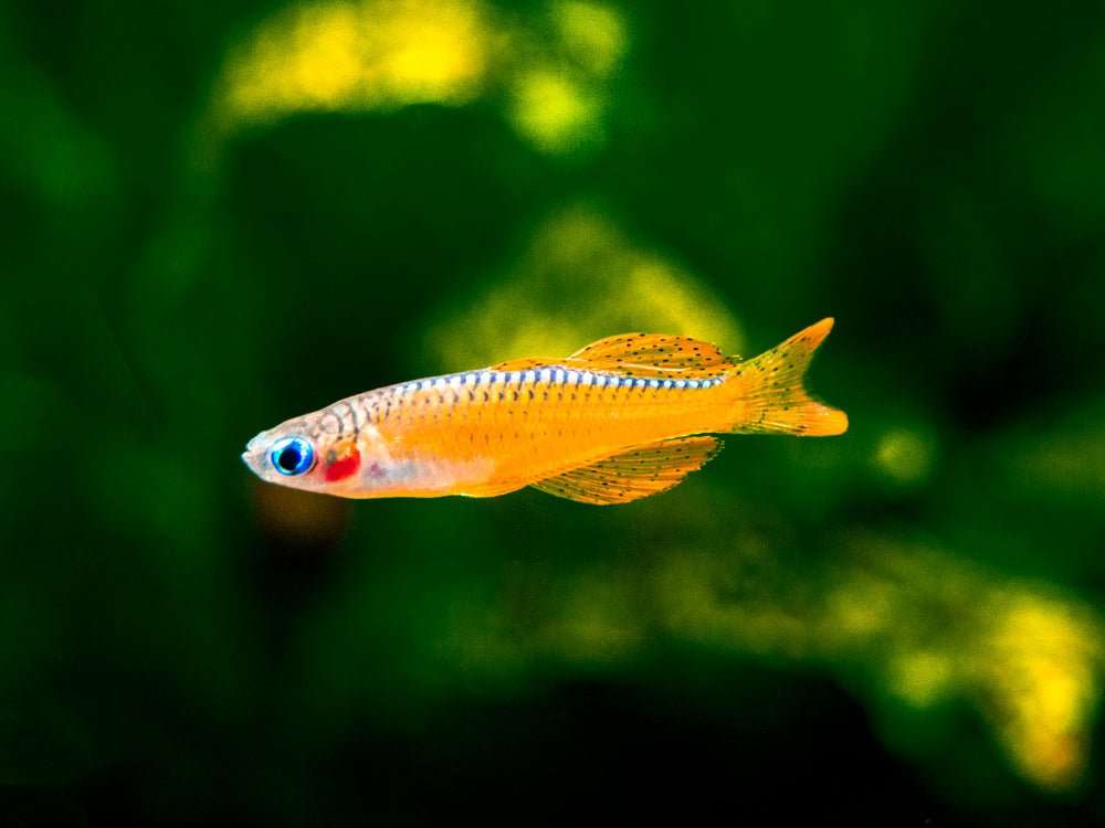 Neon Blue Fish Aquarium Central Rainbow Neon Blue Rainbowfish
