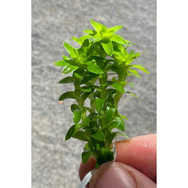 Rare Tonina Fluviatilis Aquarium Plant For Sale