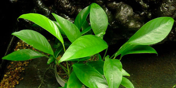 Anubias Afzelii