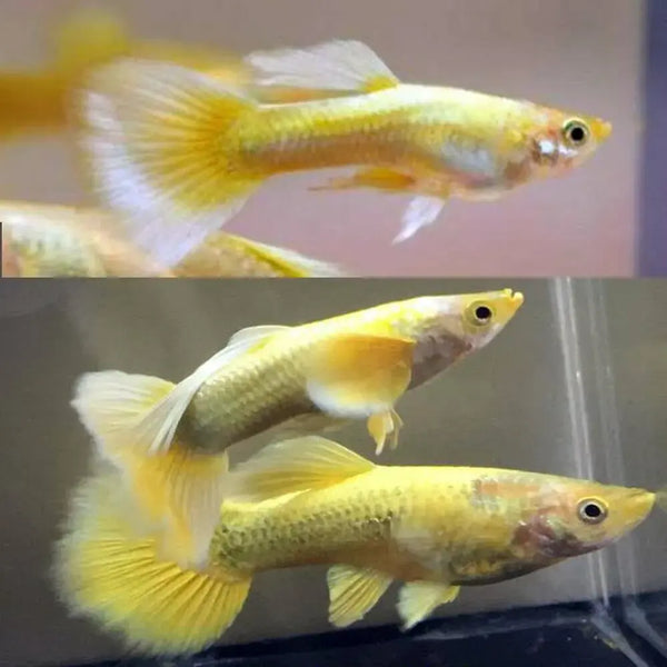 Buy 24k Gold Guppy Pair | Stunning Aquarium Fish for Sale