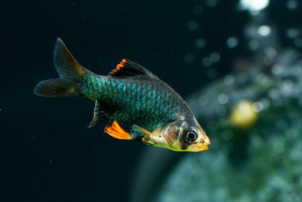 Green Tiger Barb Fish Tiger Barb Flip Aquatics