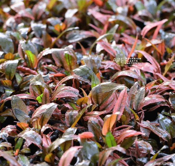 Pink Flamingo Crypt Cryptocoryne