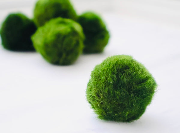 Marimo Moss Balls for Sale | Moss balls