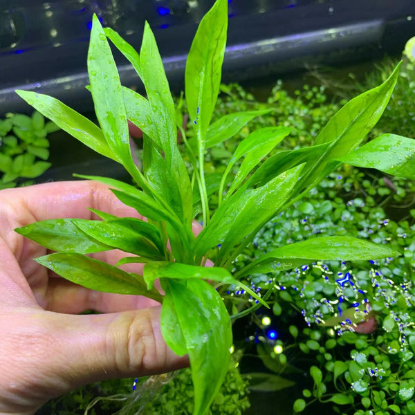 Pygmy Chain Sword Plant