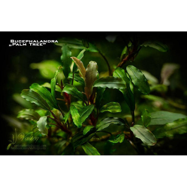 Bucephalandra Palm Tree - Buce Plant For Sale