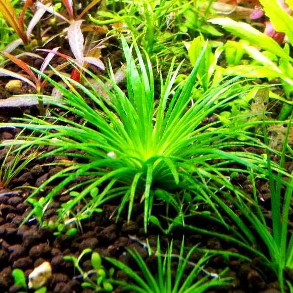 Eriocaulon Vietnam Live Aquatic Plant for Sale in Australia