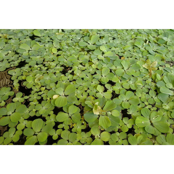 Water Lettuce Floating Aquarium Plants For Sale