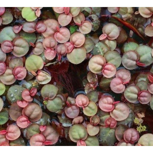 Red Root Floaters for Sale | Phyllanthus Fluitans