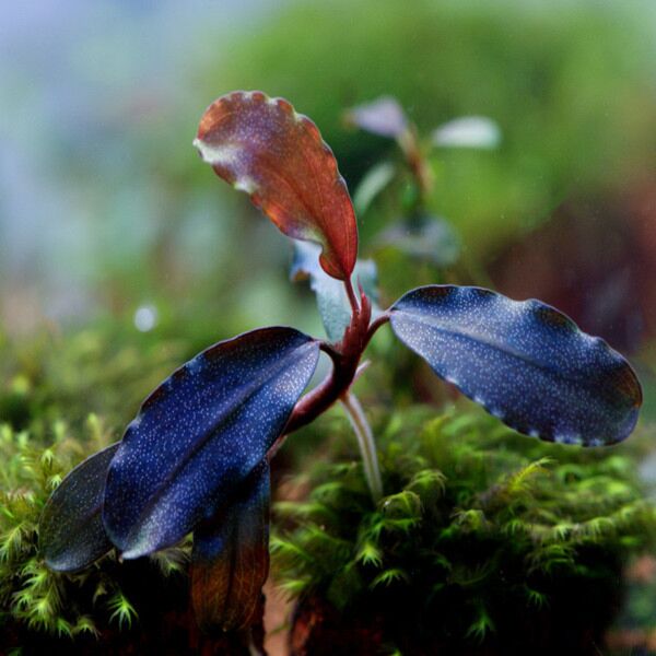 Bucephalandra Elegant Blue - Buce Plant For Sale
