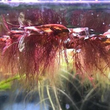 Red Root Floaters for Sale | Phyllanthus Fluitans