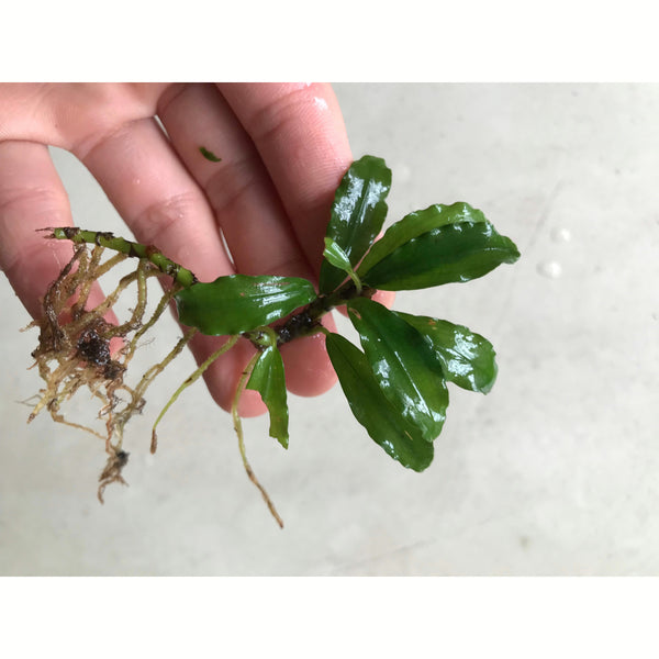 Bucephalandra Palm Tree - Buce Plant For Sale