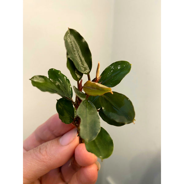 Bucephalandra Melawi Purple - Buce Plant Australia - Aquafy