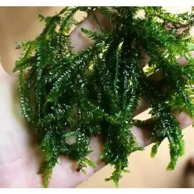 Rare Giant Willow Moss Aquarium Moss For Sale